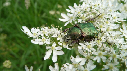 Noble chafer | Cornwall Wildlife Trust