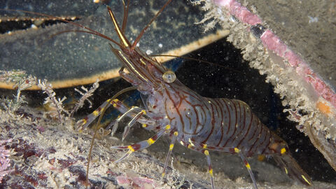 Common prawn | Cornwall Wildlife Trust