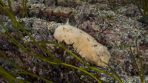 Sea lemon | Cornwall Wildlife Trust