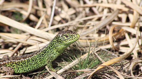 Sand lizard | Cornwall Wildlife Trust