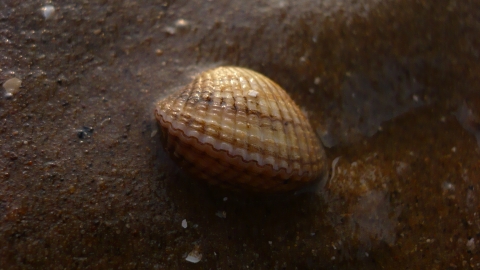 Cockle | Cornwall Wildlife Trust