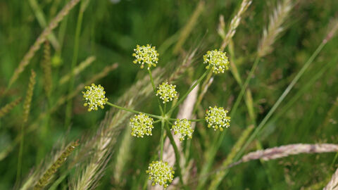 Pepper saxifrage | Cornwall Wildlife Trust