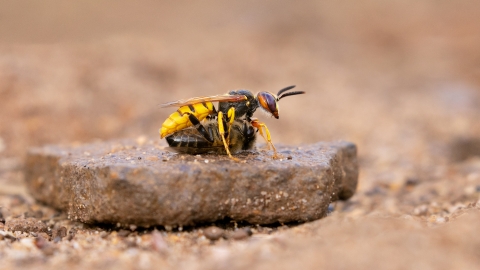 Bee wolf | Cornwall Wildlife Trust