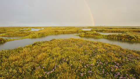 Saltmarsh and mudflats | Cornwall Wildlife Trust