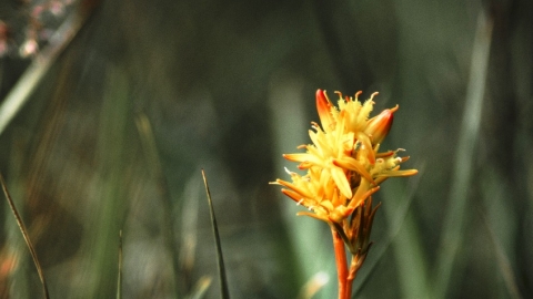 Bog asphodel | Cornwall Wildlife Trust