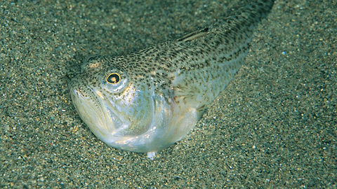 Lesser weever fish | Cornwall Wildlife Trust