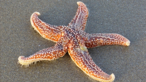 Common starfish | Cornwall Wildlife Trust