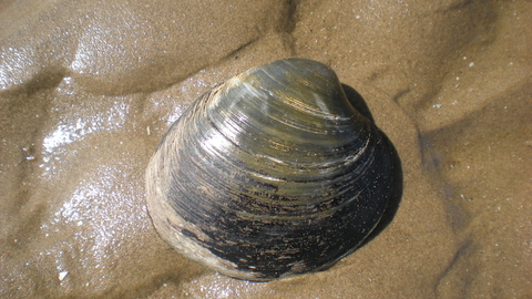 Ocean quahog | Cornwall Wildlife Trust