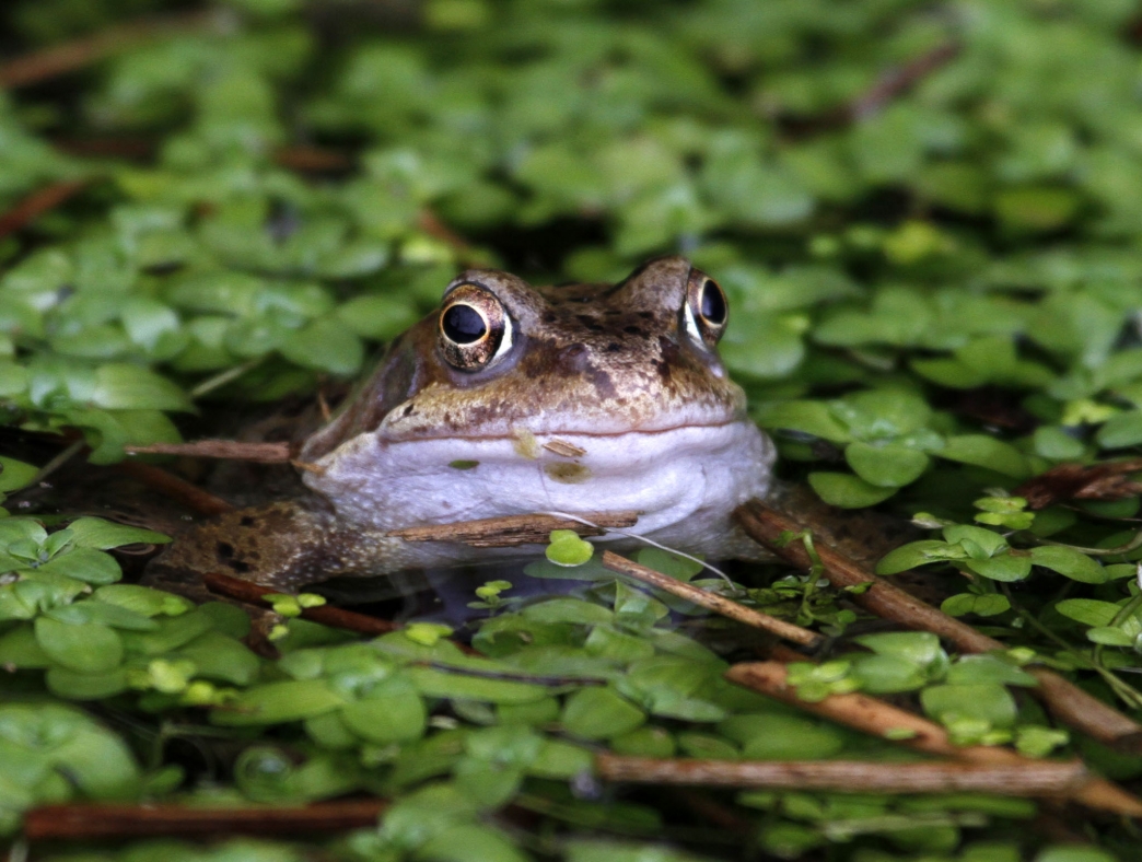 Submit a wildlife sighting | Cornwall Wildlife Trust