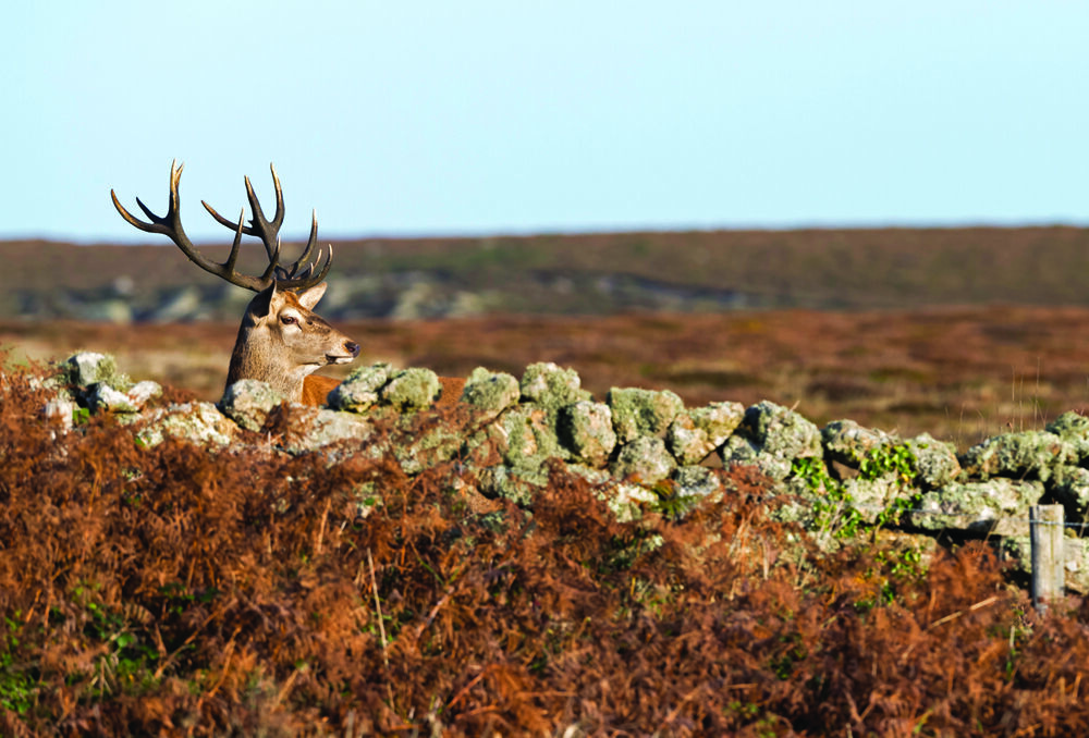Submit a wildlife sighting | Cornwall Wildlife Trust