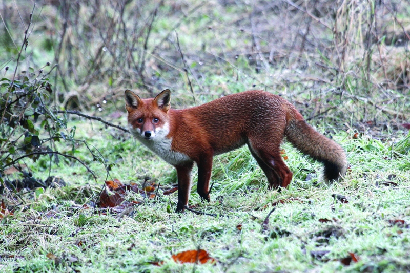 A calendar that helps Cornwall’s wildlife | Cornwall Wildlife Trust