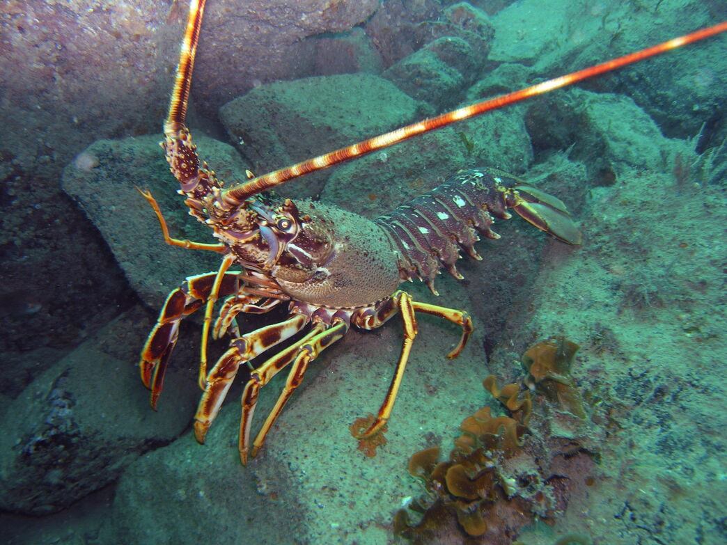 Hands Off Our Crawfish | Cornwall Wildlife Trust