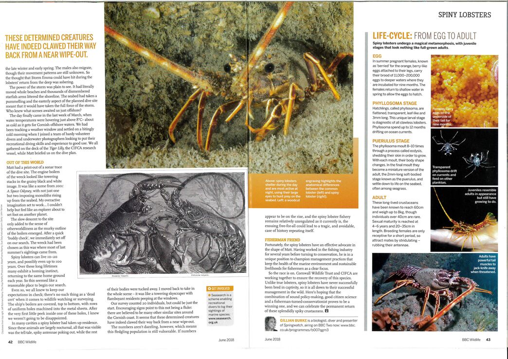 Hands Off Our Crawfish | Cornwall Wildlife Trust