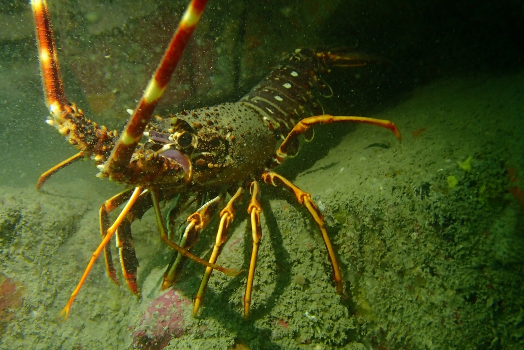 Hands Off Our Crawfish | Cornwall Wildlife Trust