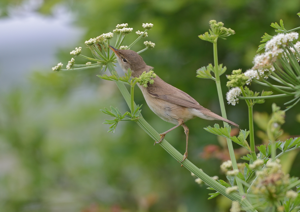 Middle Amble Marsh | Cornwall Wildlife Trust