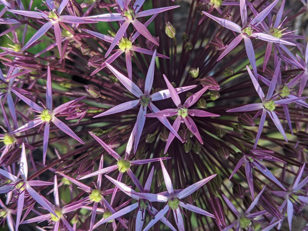 Online Open Gardens series - Lethytep | Cornwall Wildlife Trust