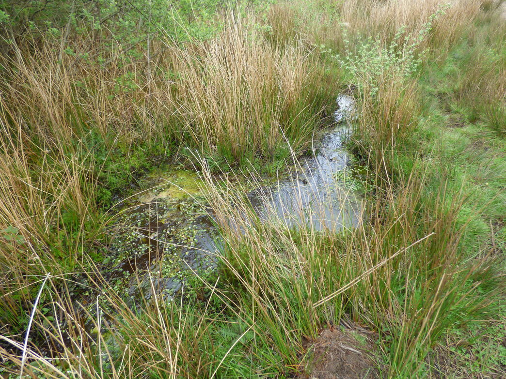 Newt encounters in the garden | Cornwall Wildlife Trust