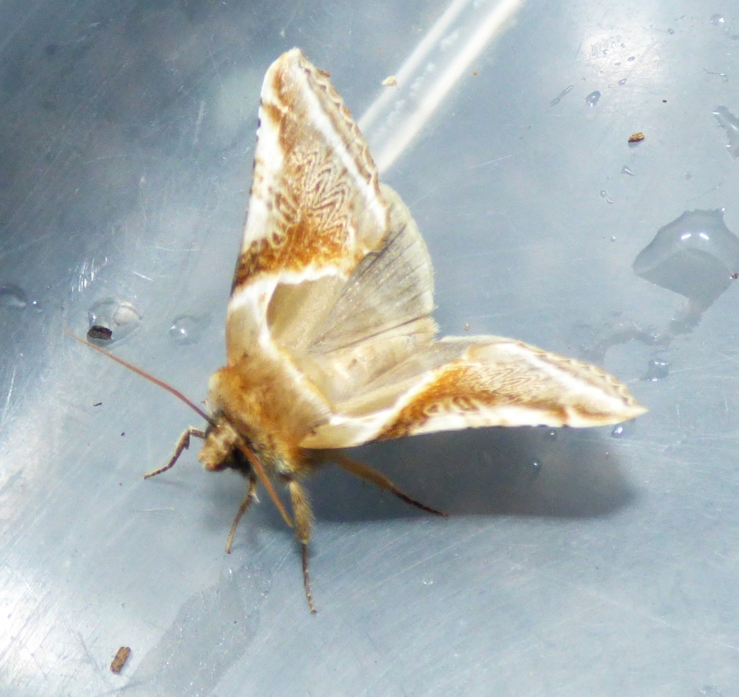 Moths and gardens need each other | Cornwall Wildlife Trust