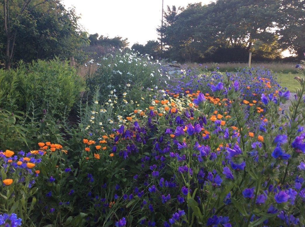 Online Open Garden Series - Trevoole | Cornwall Wildlife Trust