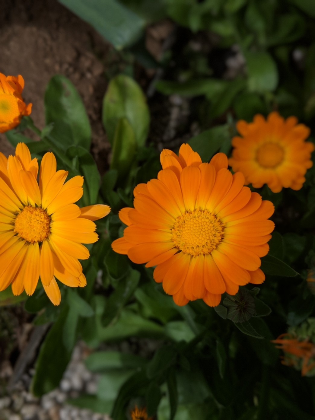 Online Open Garden Series - Trevoole | Cornwall Wildlife Trust