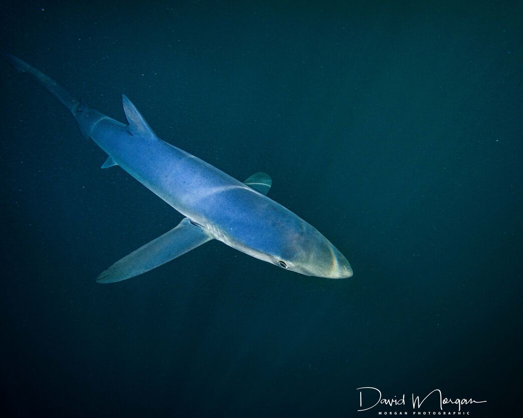 National Marine Week - The round up | Cornwall Wildlife Trust