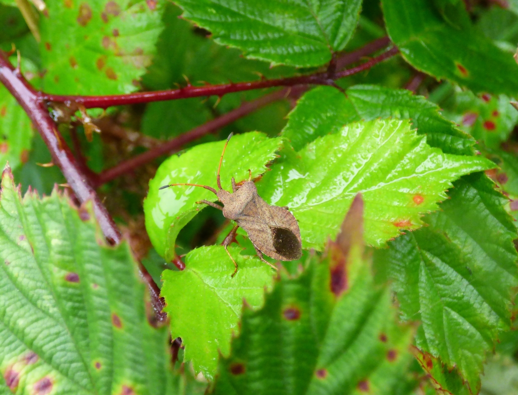 Brambles - are they garden plants? | Cornwall Wildlife Trust