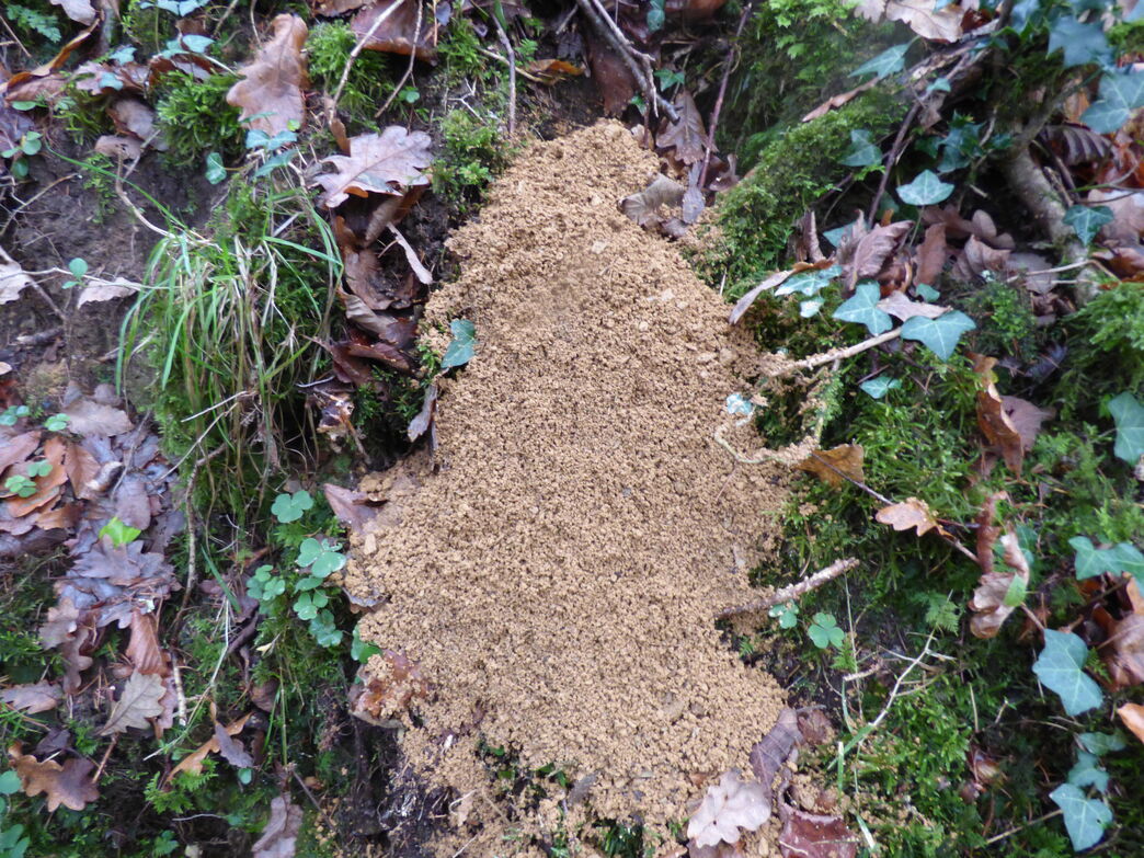 Escape to Cornwall’s nature reserves: Cabilla & Redrice Woods (A winter ...