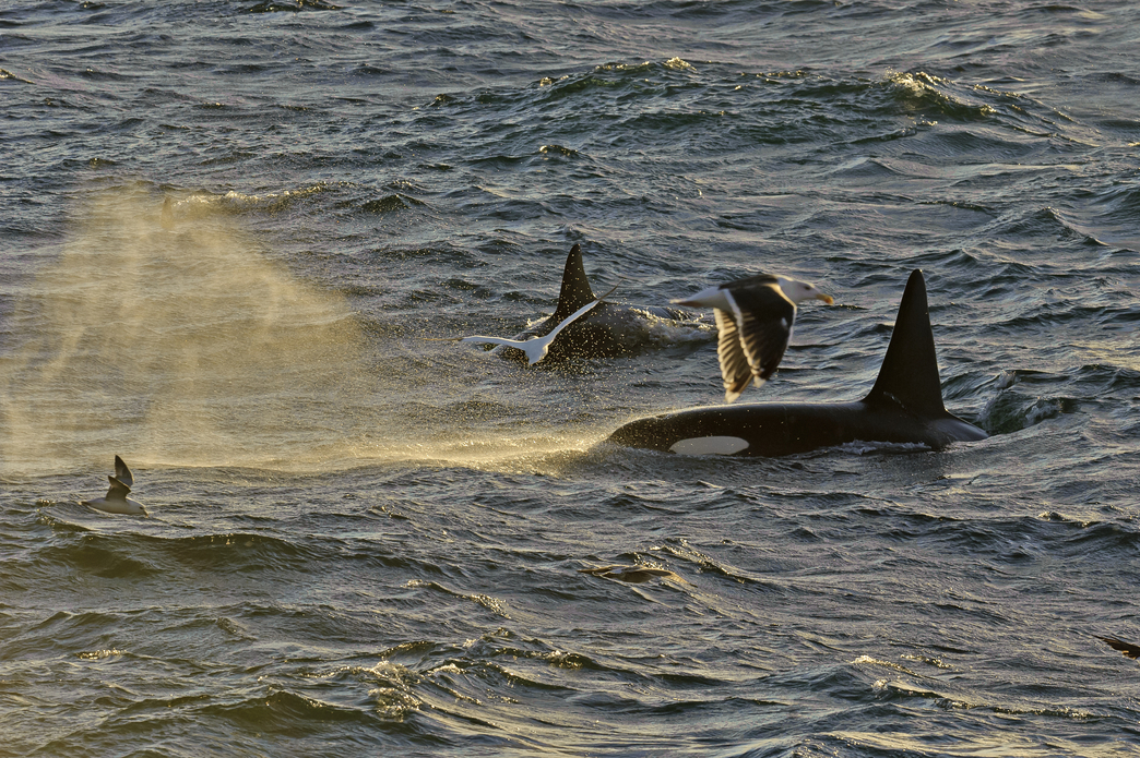 Orca in Cornwall: the tale of an ocean giant | Cornwall Wildlife Trust