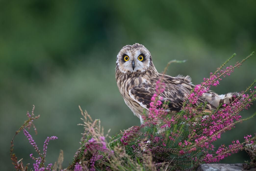 The rulers of the sky – birds of prey in Cornwall | Cornwall Wildlife Trust