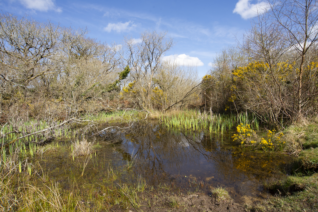 Helman Tor | Cornwall Wildlife Trust