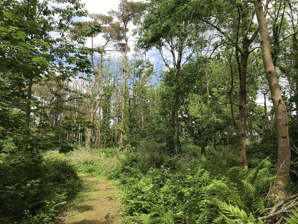 Five Acres | Cornwall Wildlife Trust