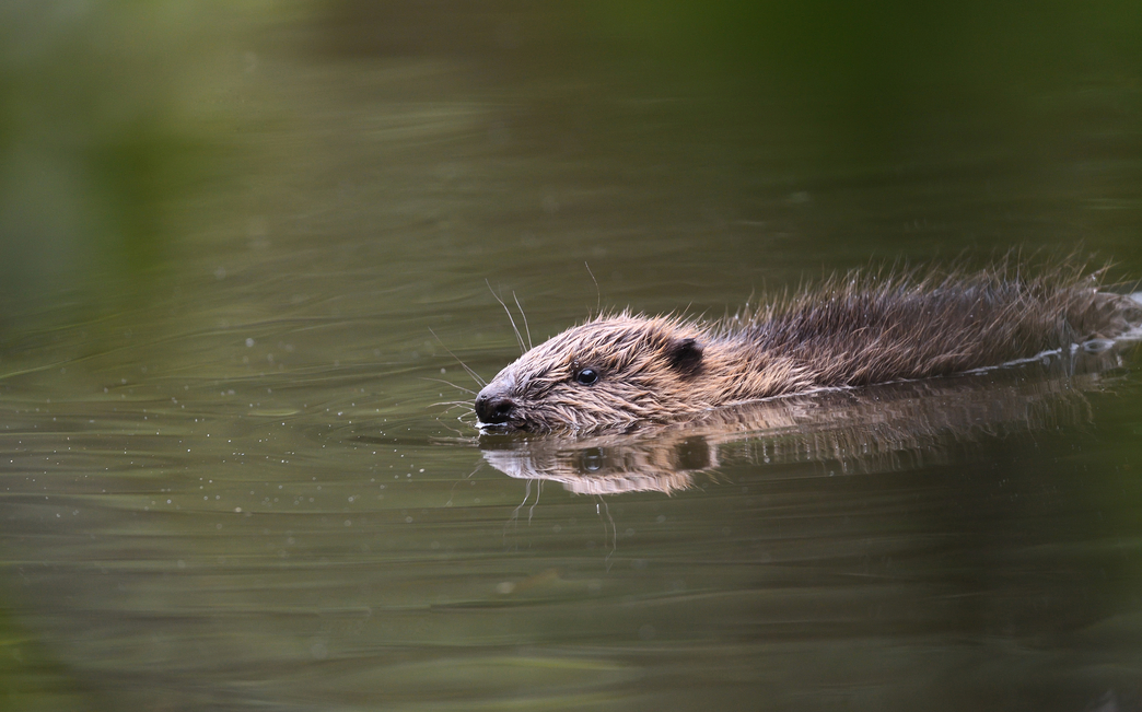 Five years of beavers bring big biodiversity and flooding benefits ...