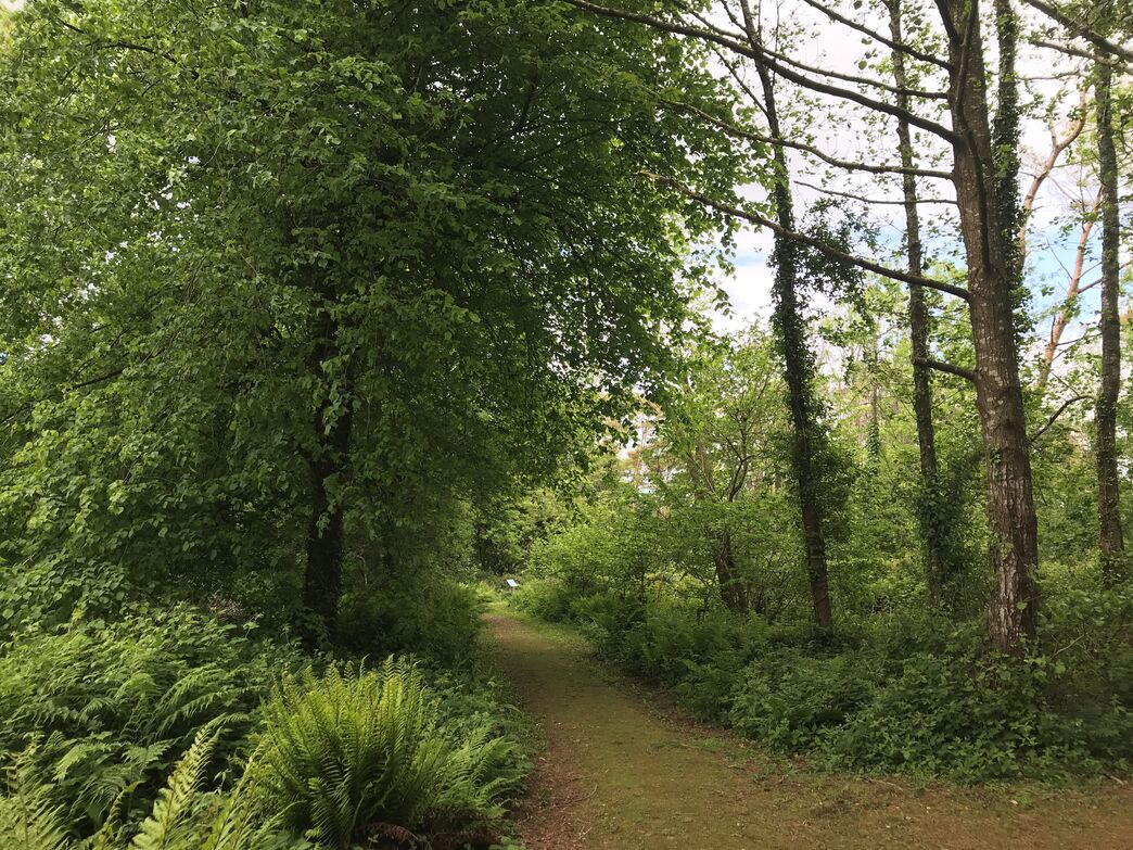 Five Acres | Cornwall Wildlife Trust