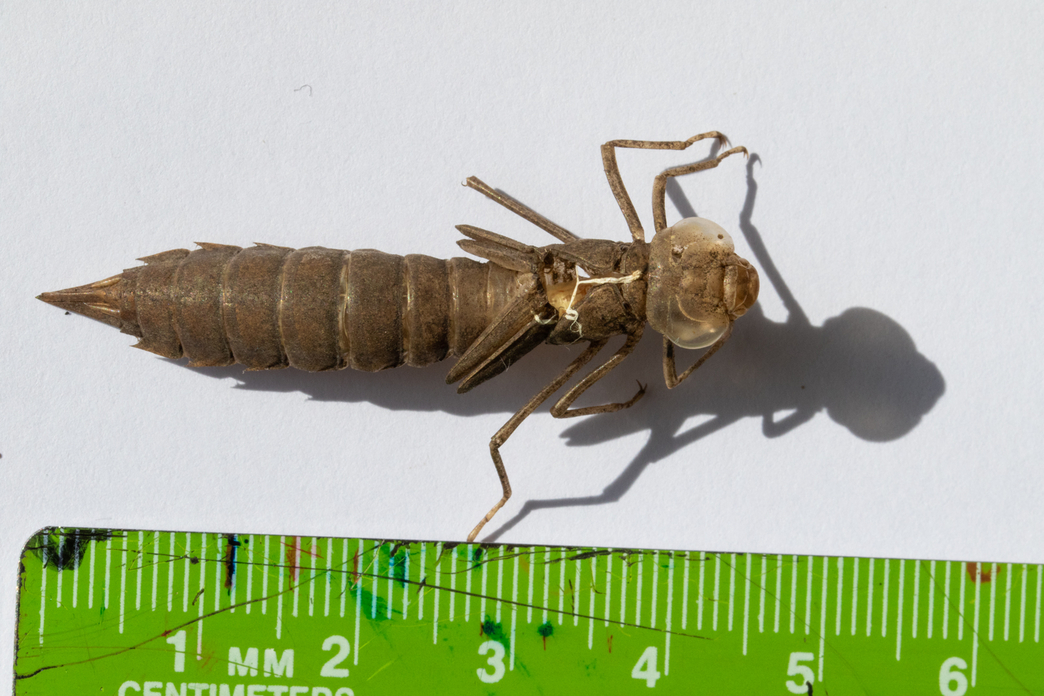 A first for the UK at Windmill Farm | Cornwall Wildlife Trust