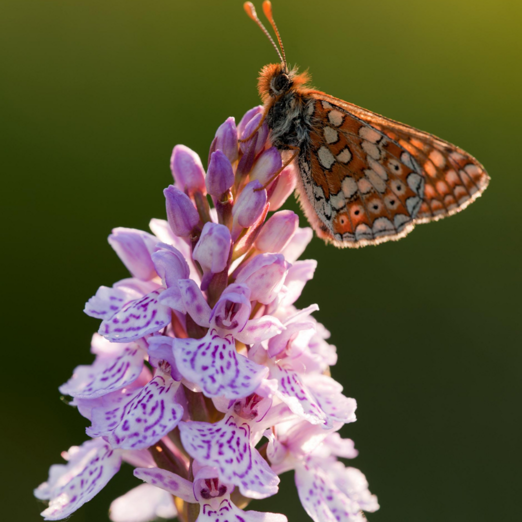 Rewilding Helman Tor Project | Cornwall Wildlife Trust