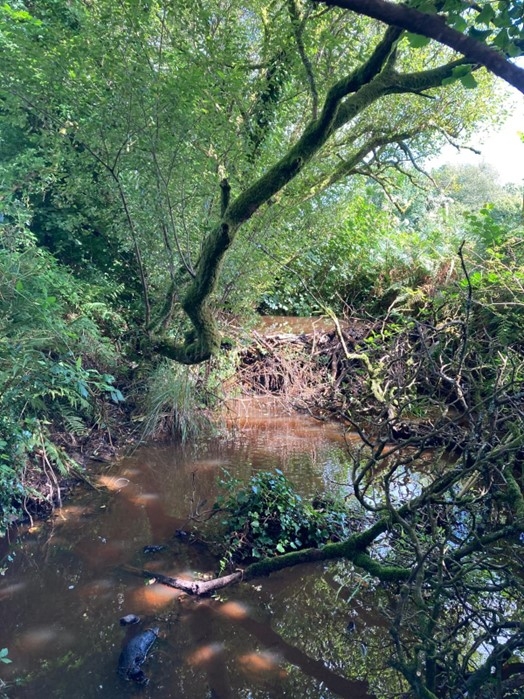 Six months of beavers at Helman Tor: what's changed? | Cornwall ...