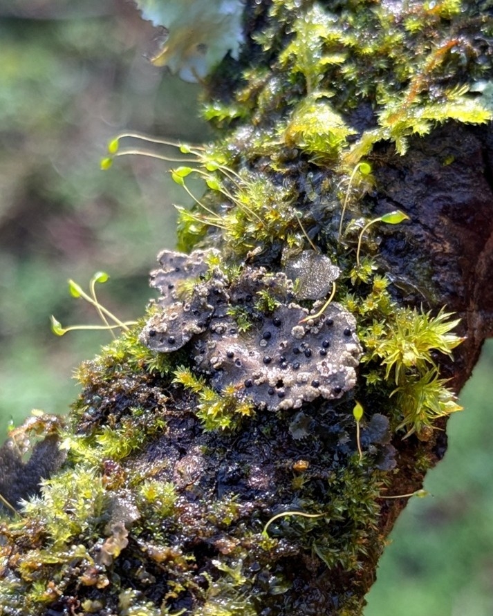 Temperate Rainforest Restoration Project | Cornwall Wildlife Trust