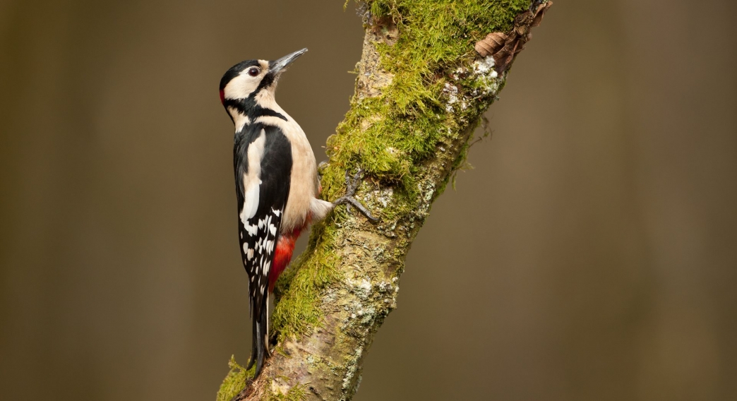 Submit a wildlife sighting | Cornwall Wildlife Trust