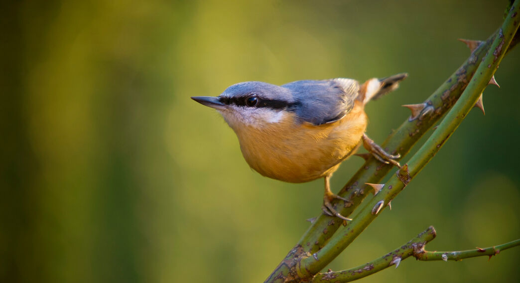 Cabilla & Redrice Woods | Cornwall Wildlife Trust