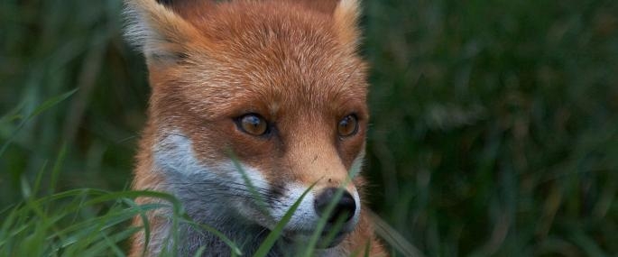 Submit a wildlife sighting | Cornwall Wildlife Trust