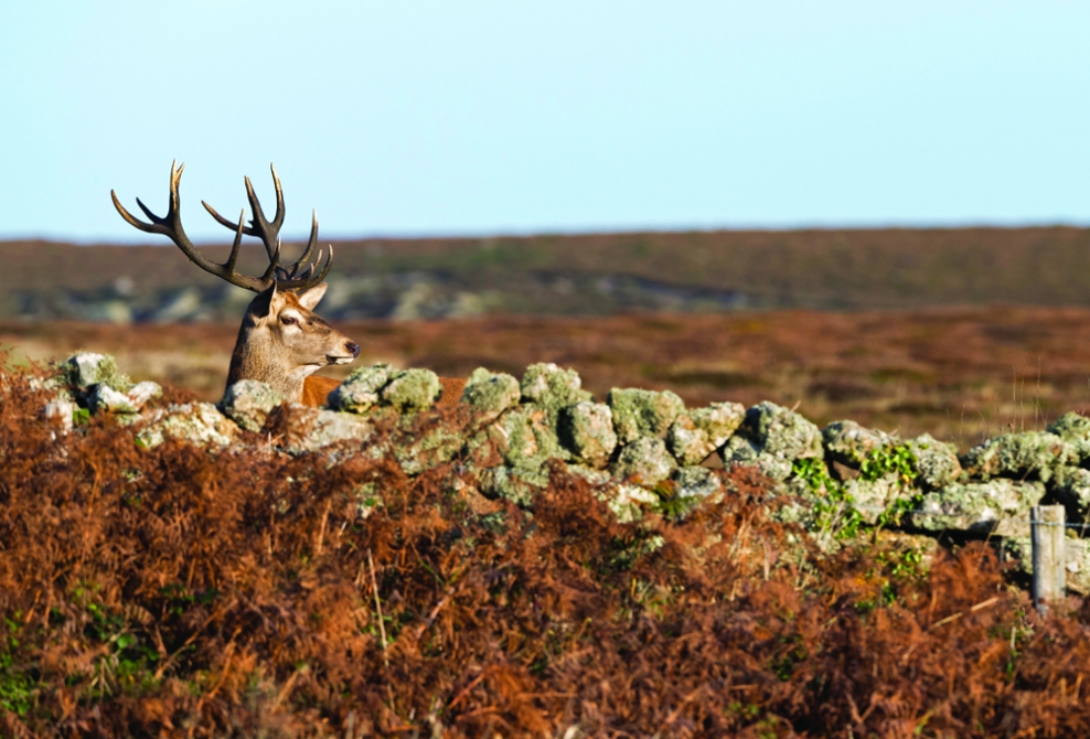 Submit a wildlife sighting | Cornwall Wildlife Trust