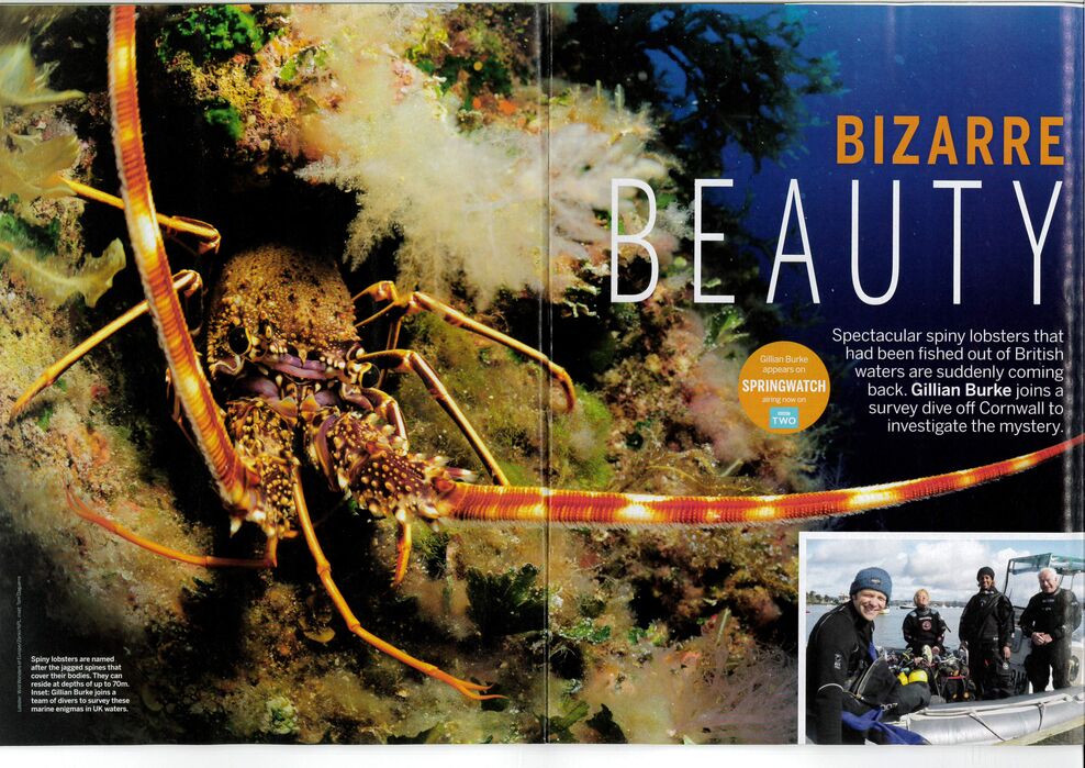 Hands Off Our Crawfish | Cornwall Wildlife Trust