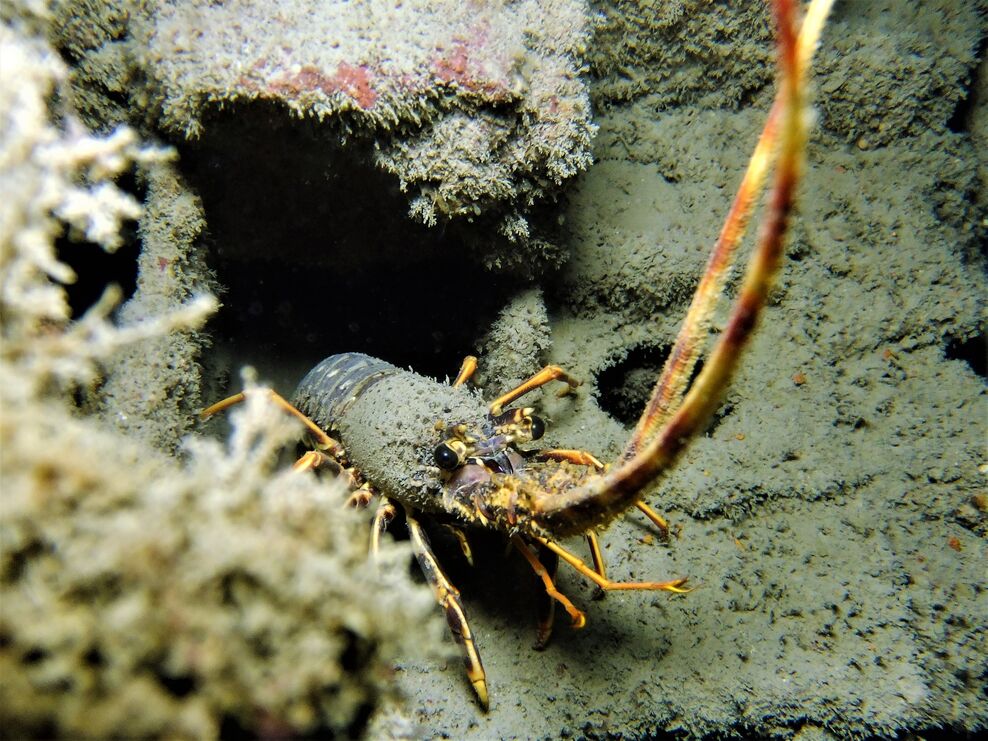 Hands Off Our Crawfish | Cornwall Wildlife Trust