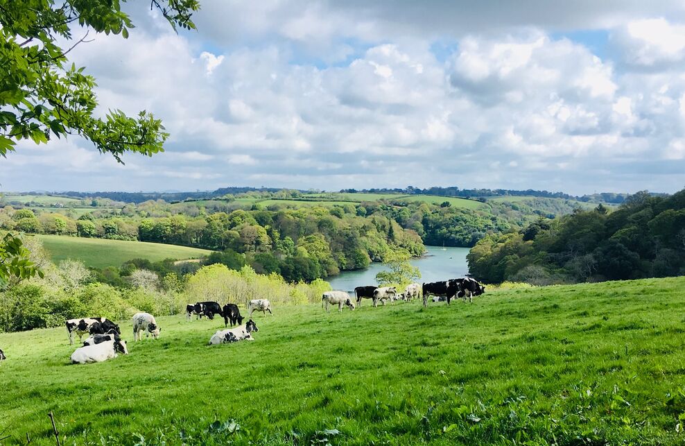 Cornwall Catchment Partnership | Cornwall Wildlife Trust