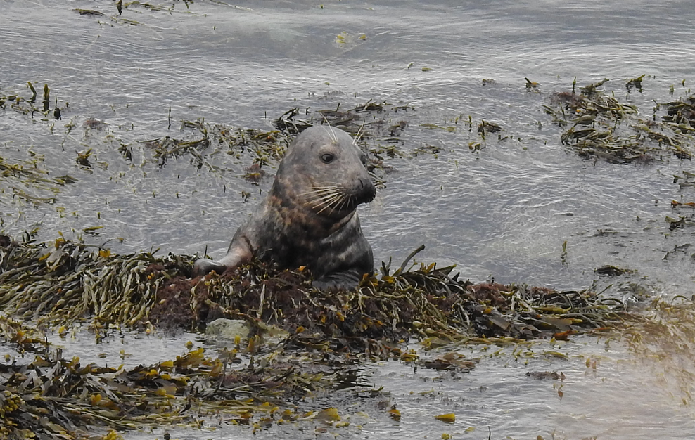 Island wildlife | Cornwall Wildlife Trust