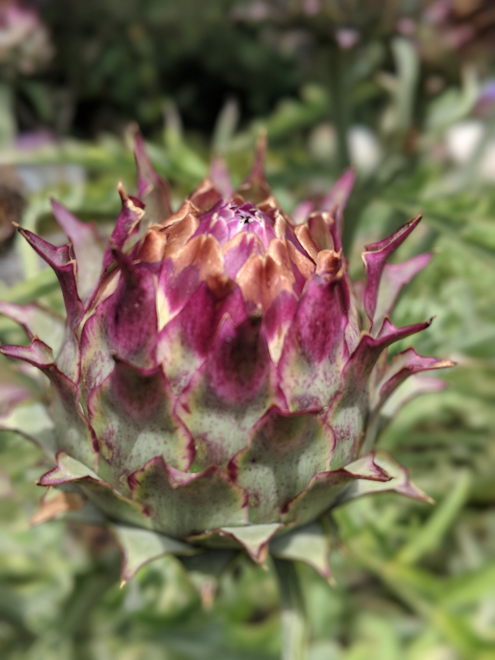 Online Open Garden Series - Trevoole | Cornwall Wildlife Trust