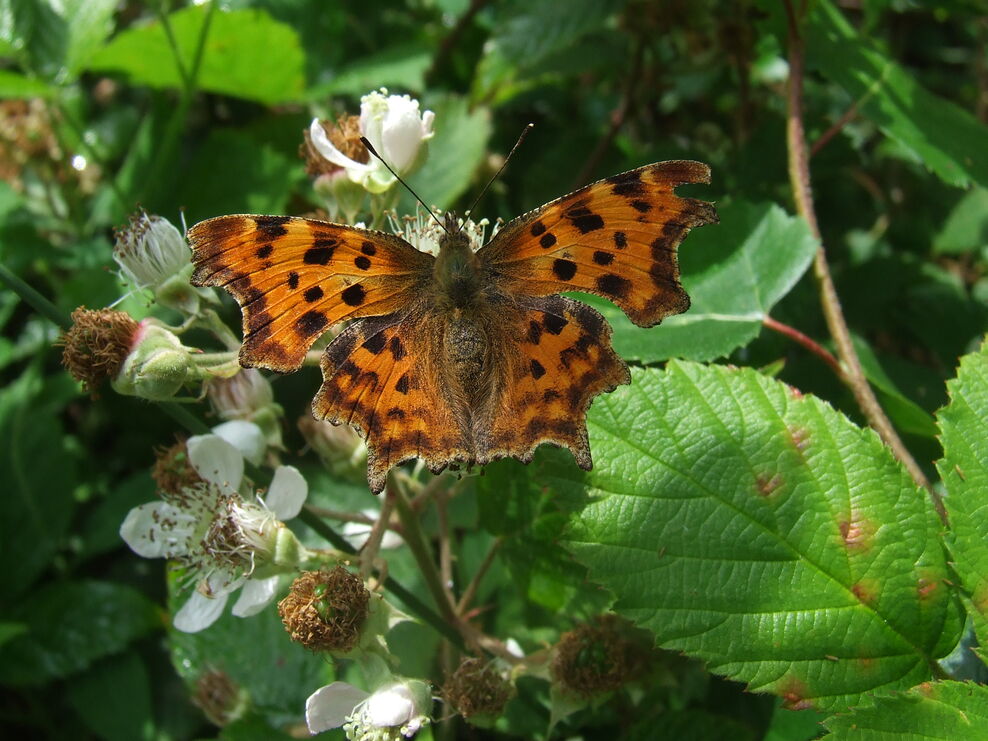 Cabilla & Redrice Woods | Cornwall Wildlife Trust