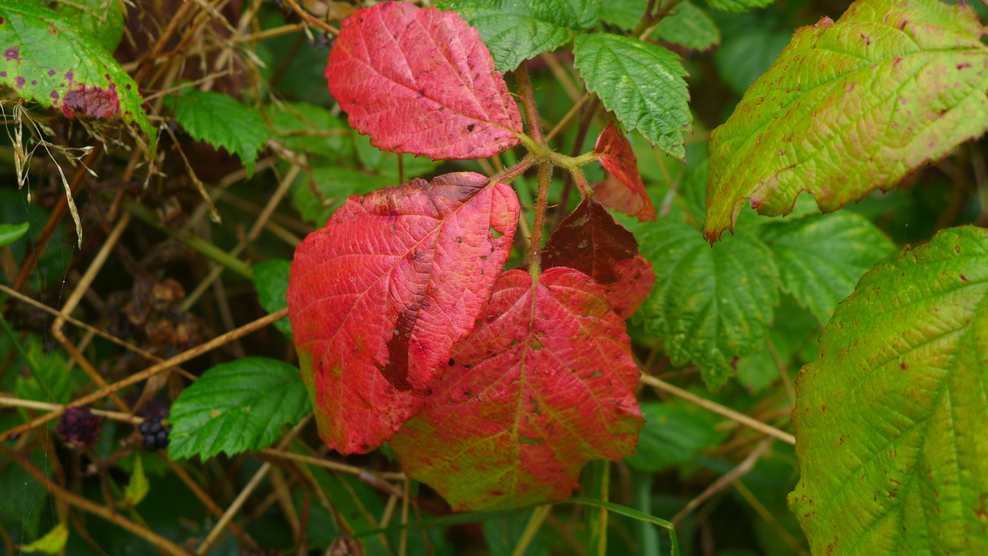 Brambles - are they garden plants? | Cornwall Wildlife Trust