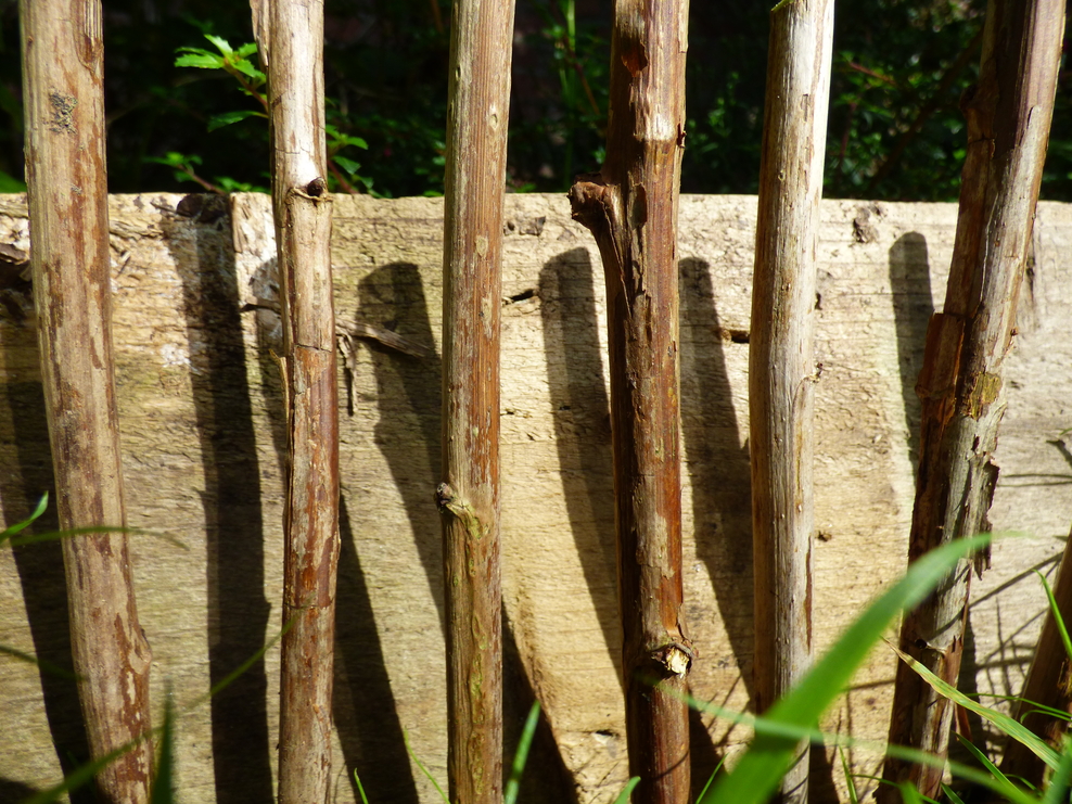 Canes, sticks and edible jewels in the fruit and wildlife garden ...