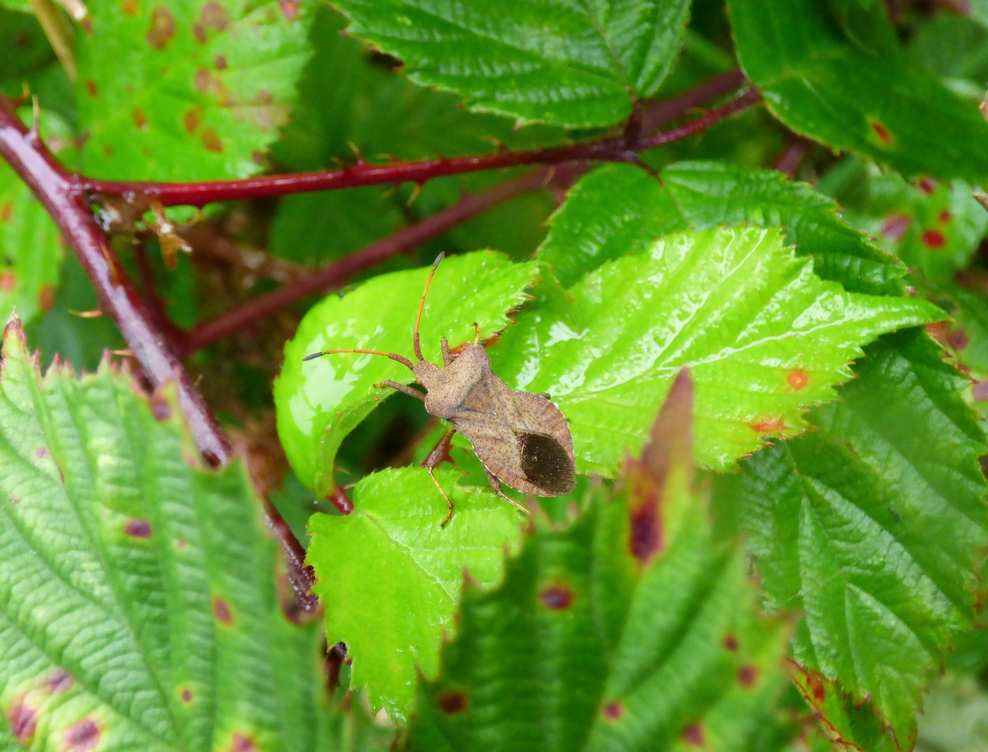 Brambles - are they garden plants? | Cornwall Wildlife Trust